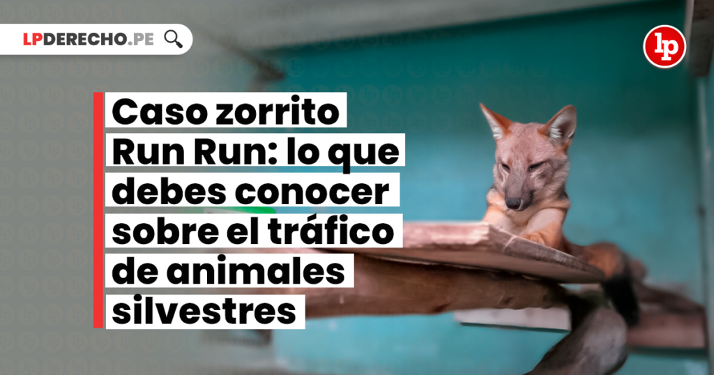 Caso zorrito Run Run: lo que debes conocer sobre el tráfico de animales ...